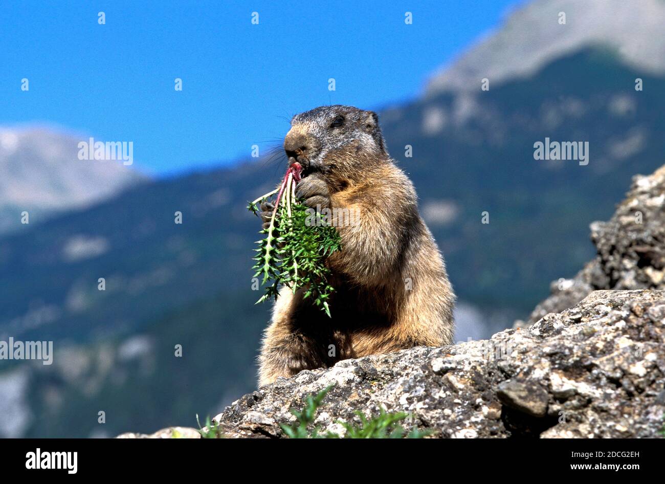 ALPINE MARMOT marmota marmota, ADULT EATING DANDELION Stock Photo - Alamy