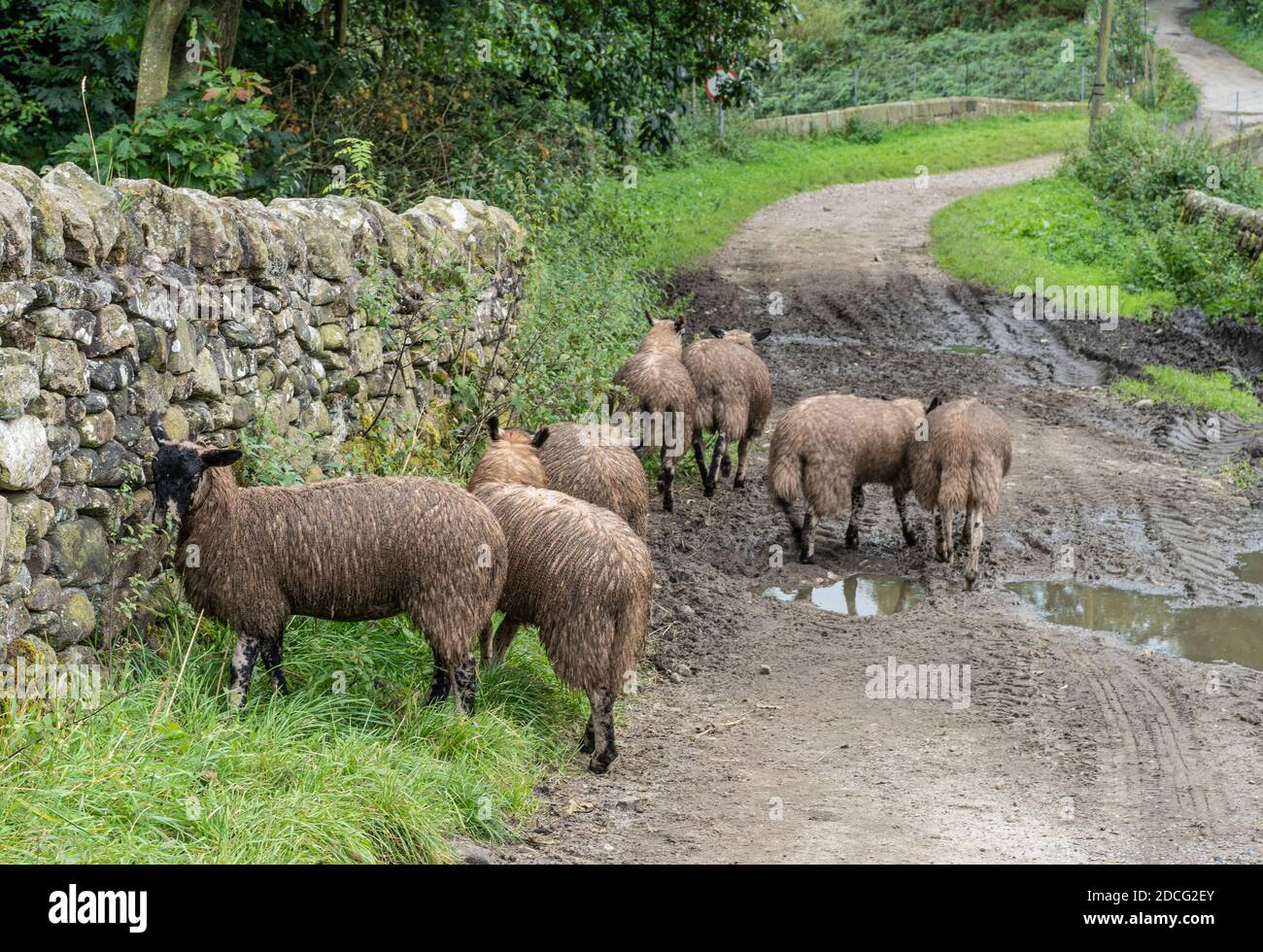 Sheep stand hi-res stock photography and images - Alamy