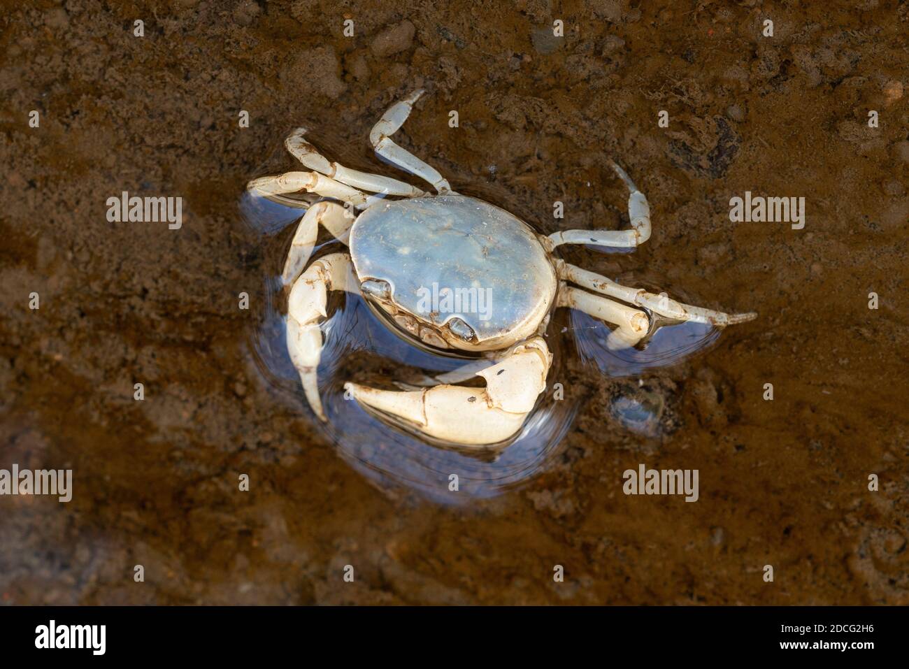 Japanese freshwater crab hi-res stock photography and images - Alamy