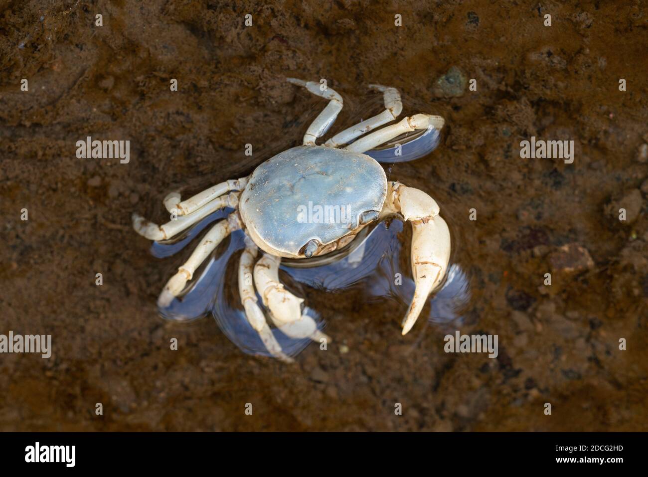 Japanese freshwater crab hi-res stock photography and images - Alamy
