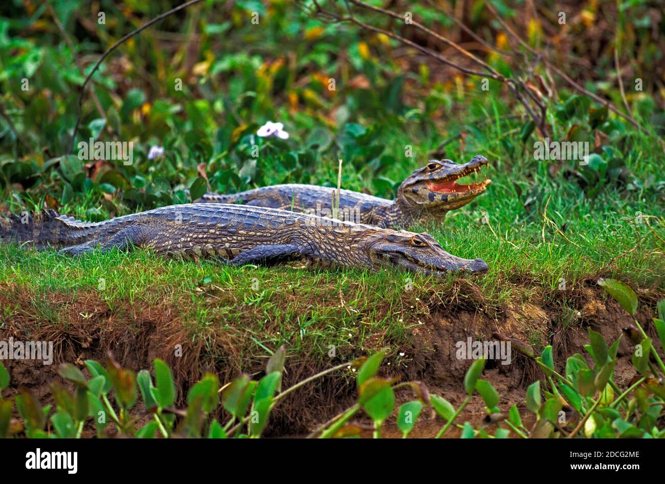 BROAD NOSED CAIMAN caiman latirostris, PANTANAL IN BRAZIL Stock Photo ...