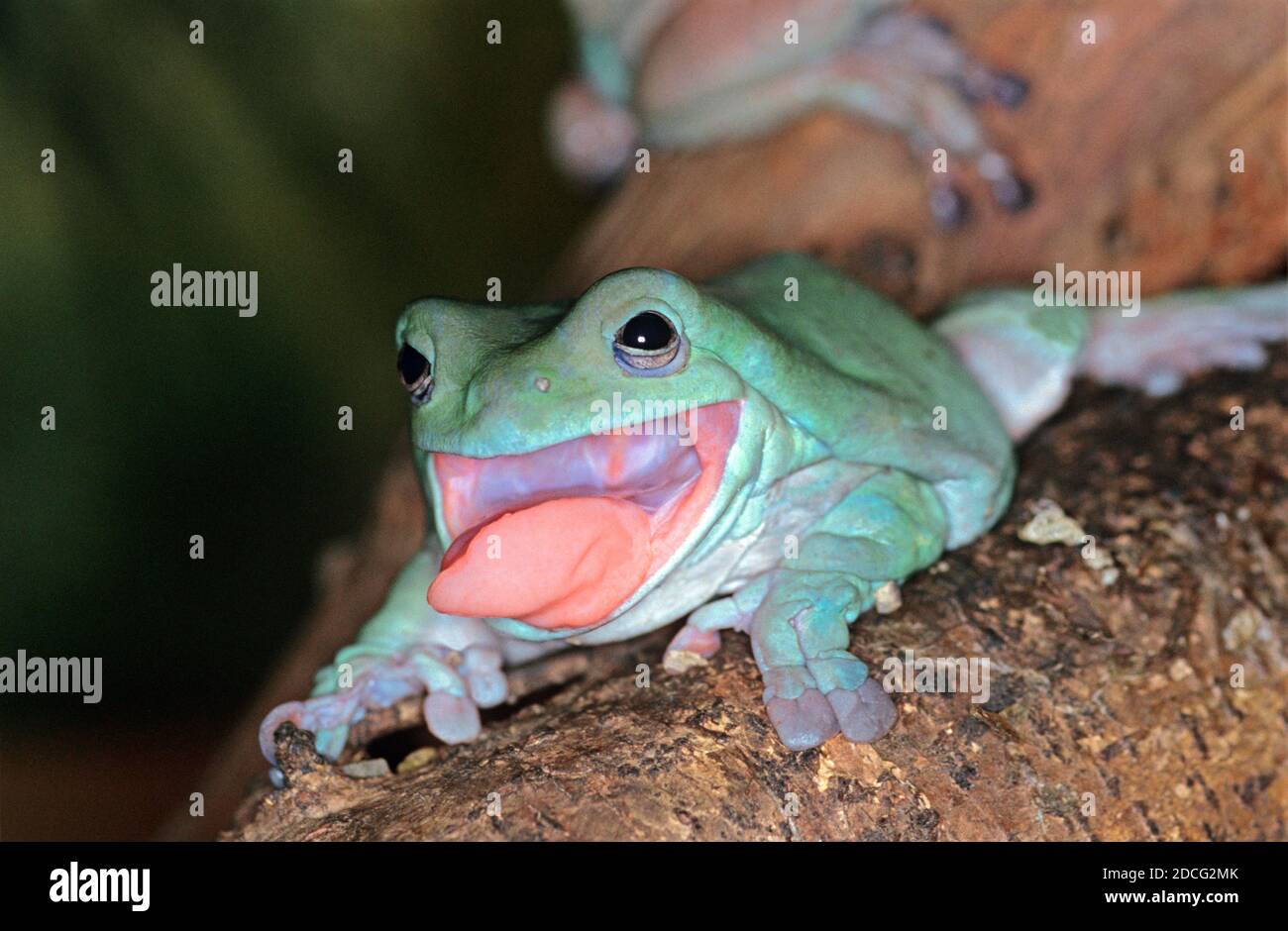Tree Frog Tongue