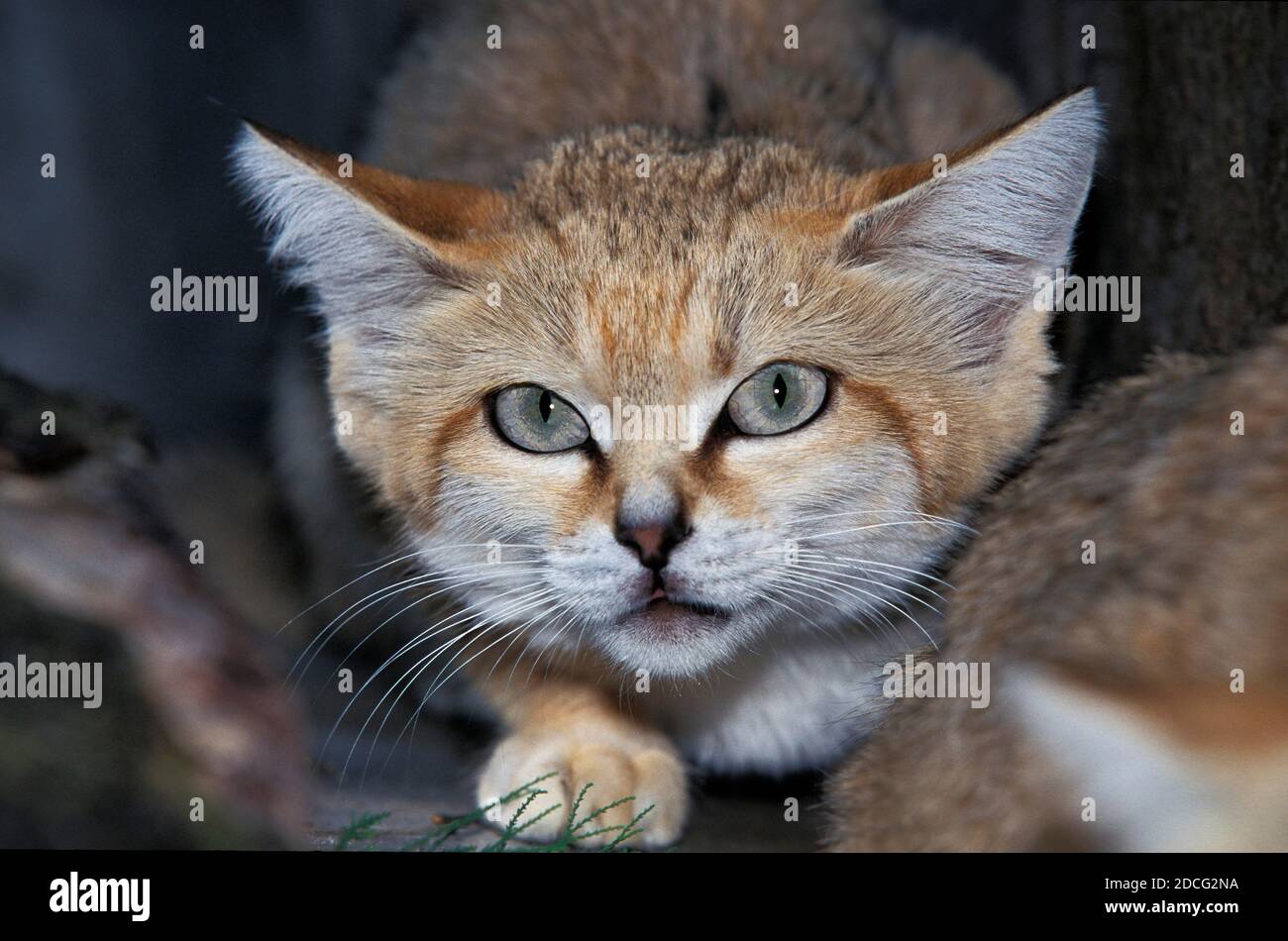 Sand cat felis margarita adult hi-res stock photography and images - Alamy