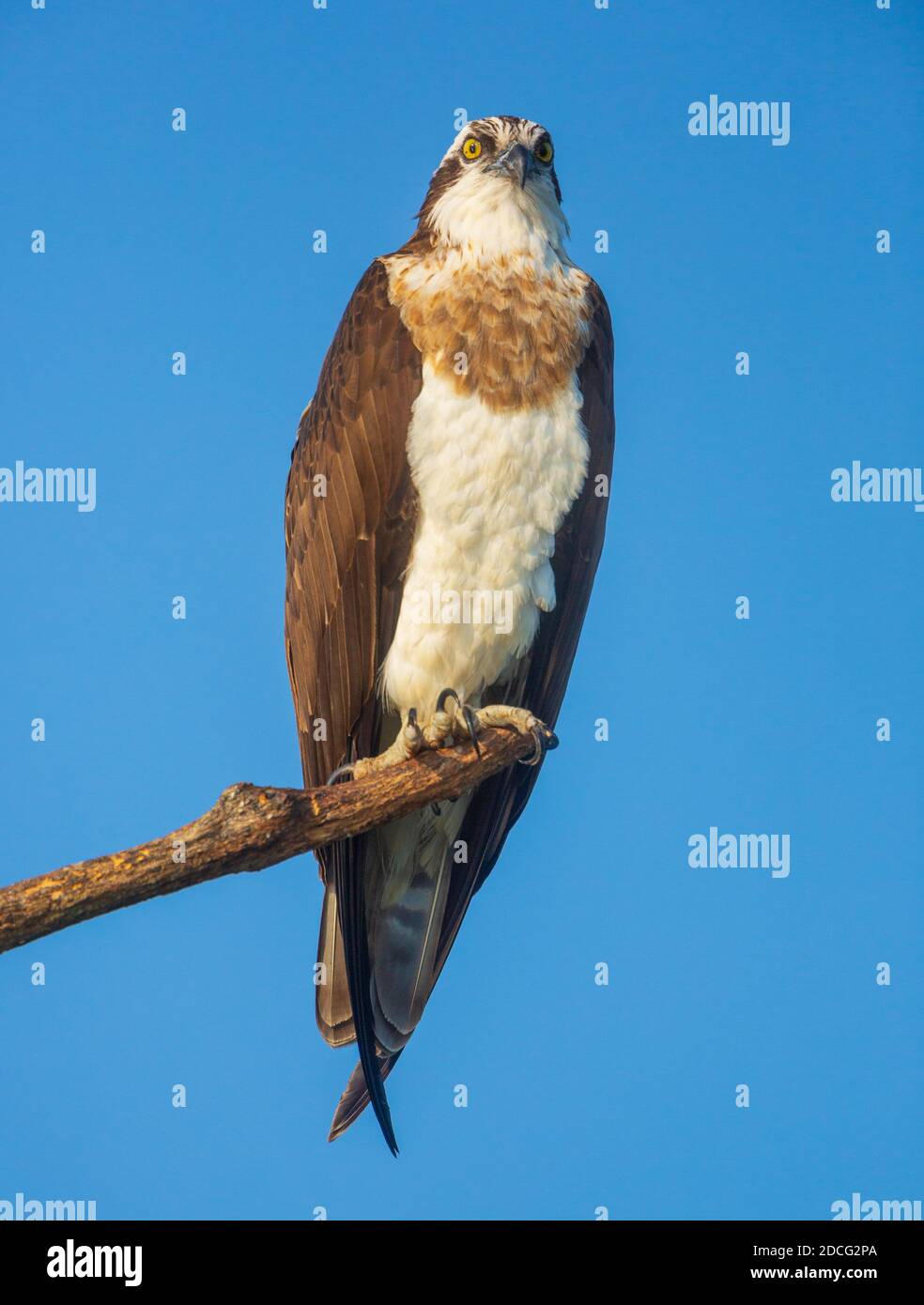 An Osprey sitting on a branch against clear blue sky (location - Bhadra ...