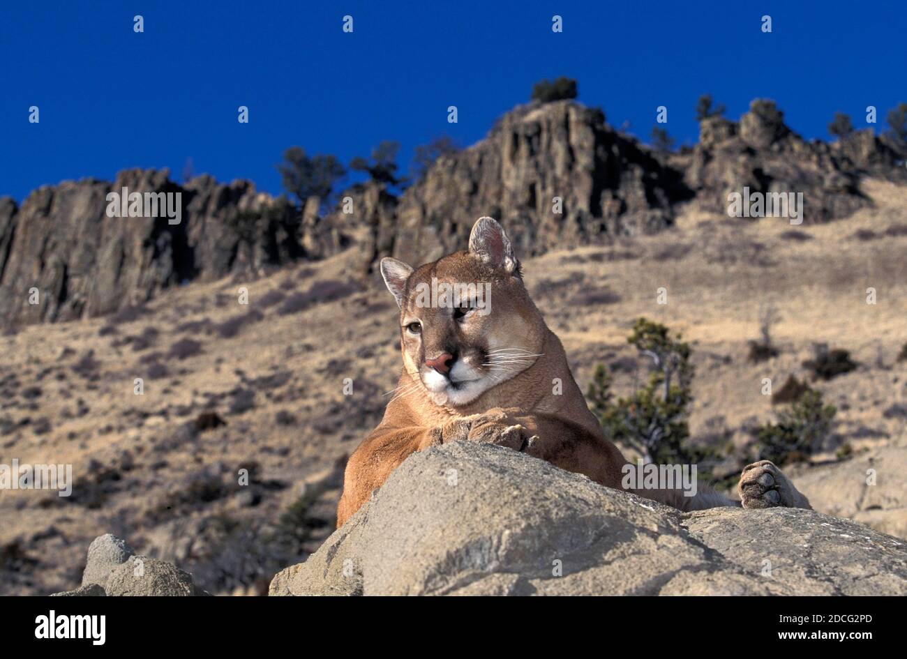 COUGAR puma concolor, ADULT STANDING ON ROCK, LOOKING AROUND, MONTANA ...