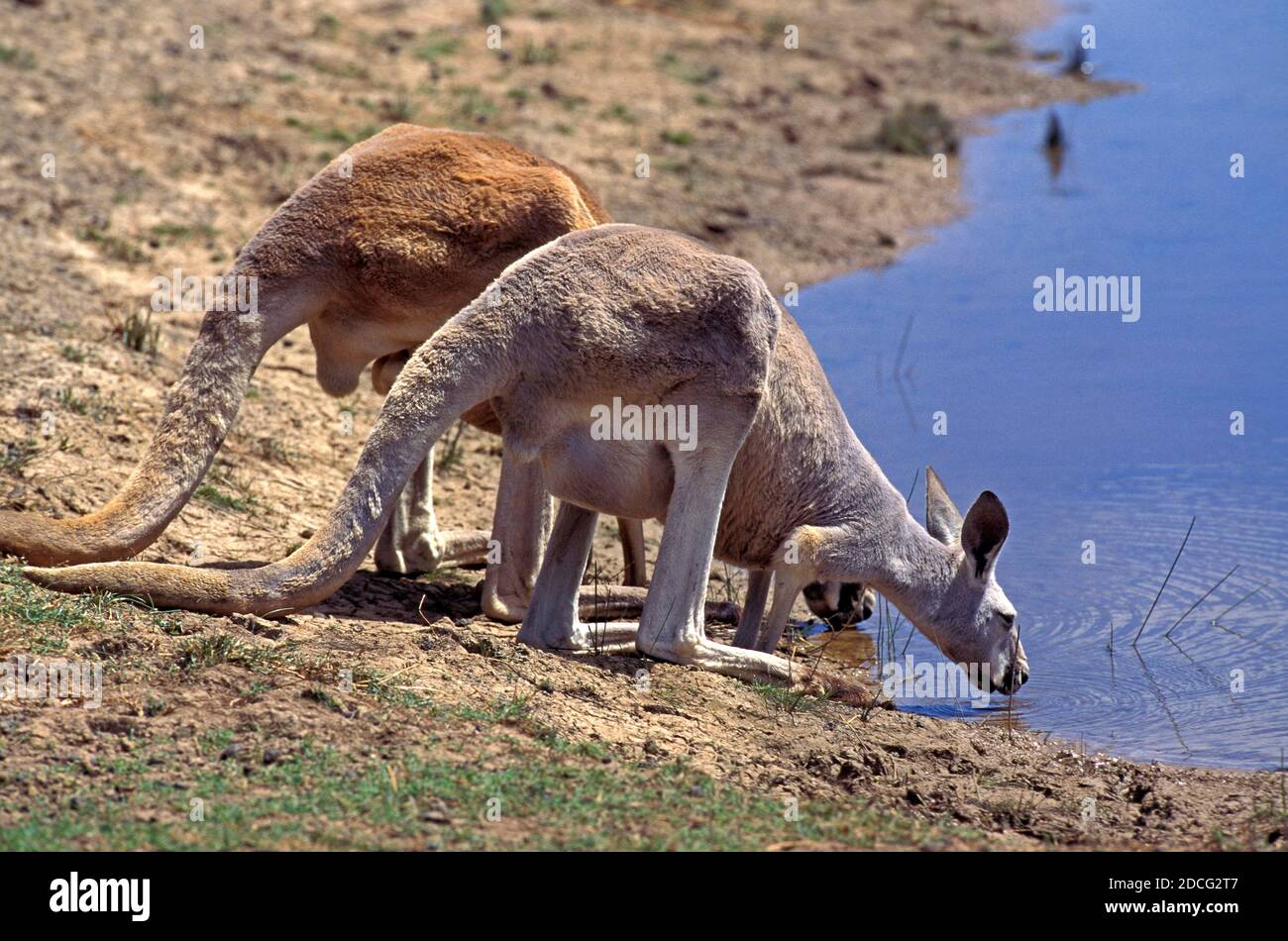 RED KANGAROO macropus rufus, ADULTS DRINKING AT WATERHOLE, AUSTRALIA ...