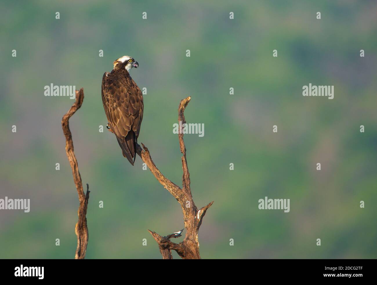 An Osprey sitting on a branch against clear blue sky (location - Bhadra ...
