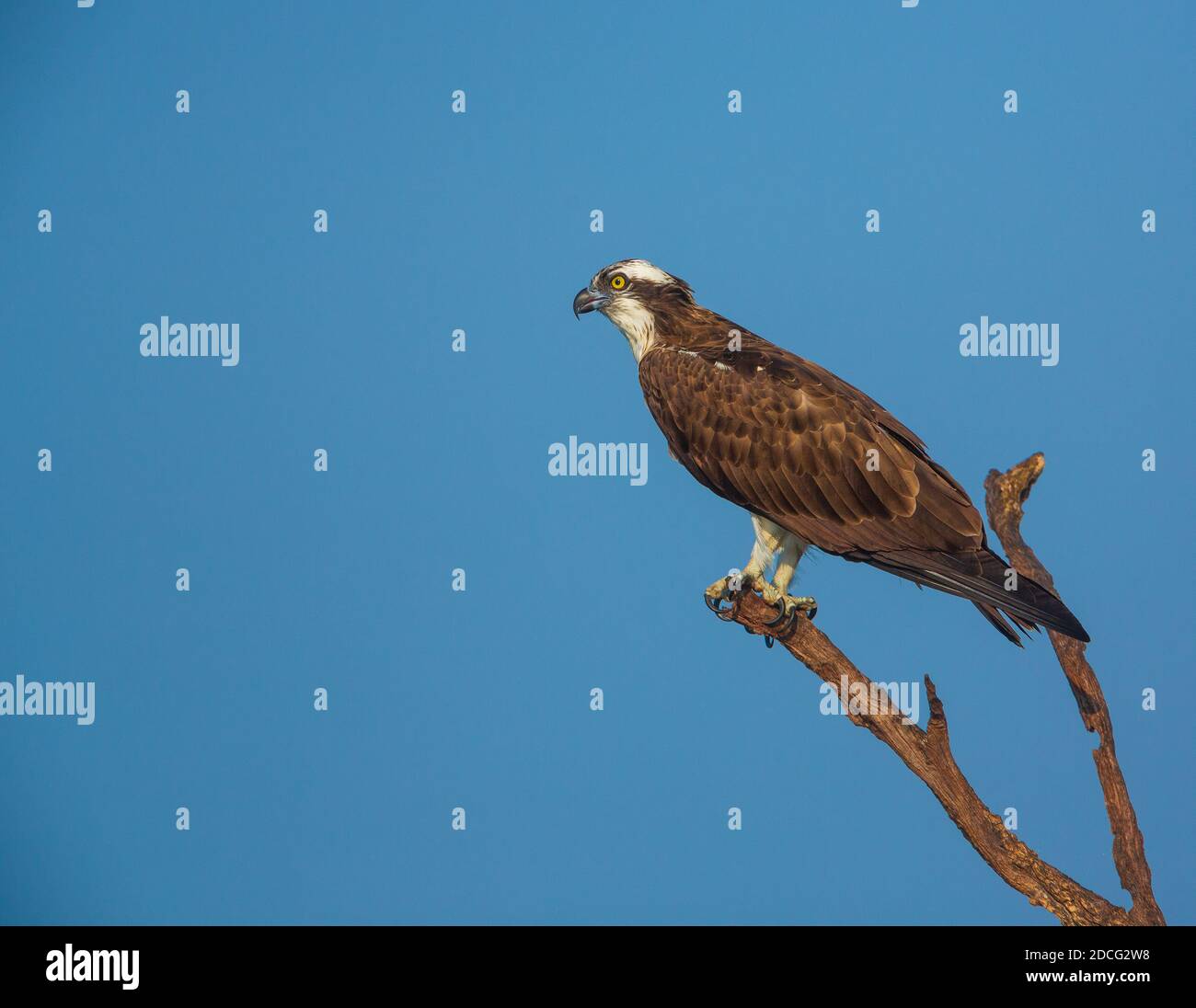 An Osprey sitting on a branch against clear blue sky (location - Bhadra ...