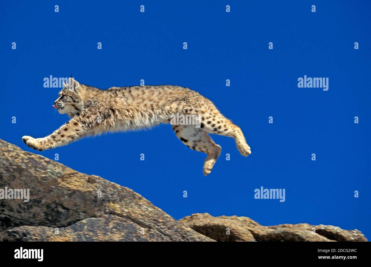 Bobcat jumping hi-res stock photography and images - Alamy
