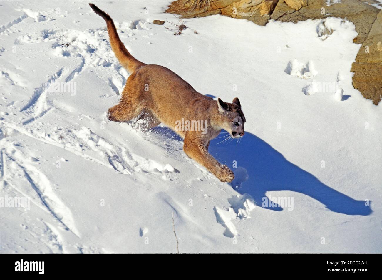COUGAR puma concolor, ADULT IN SNOW, MONTANA Stock Photo - Alamy