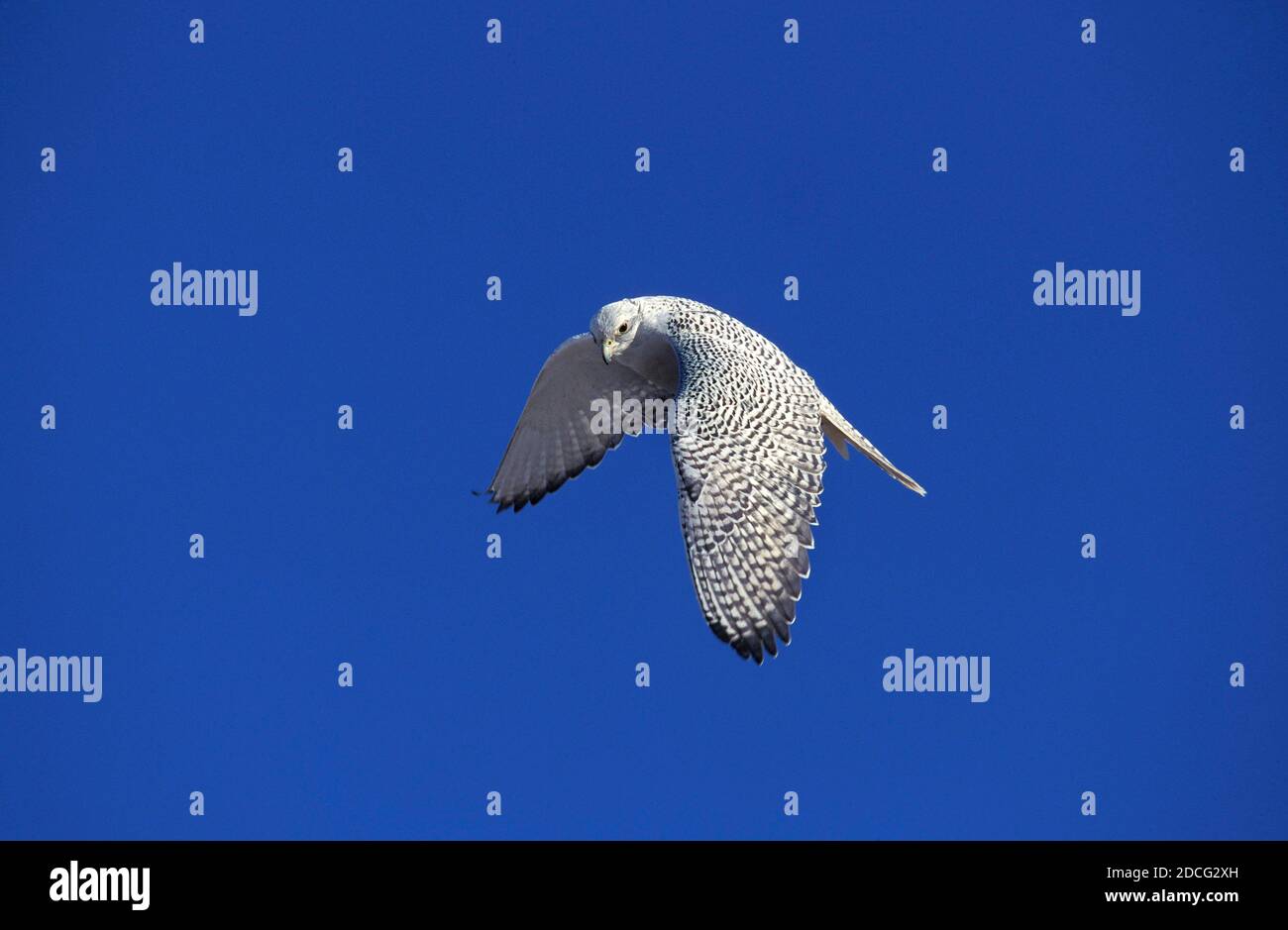 GYRFALCON falco rusticolus, ADULT IN FLIGHT, CANADA Stock Photo - Alamy
