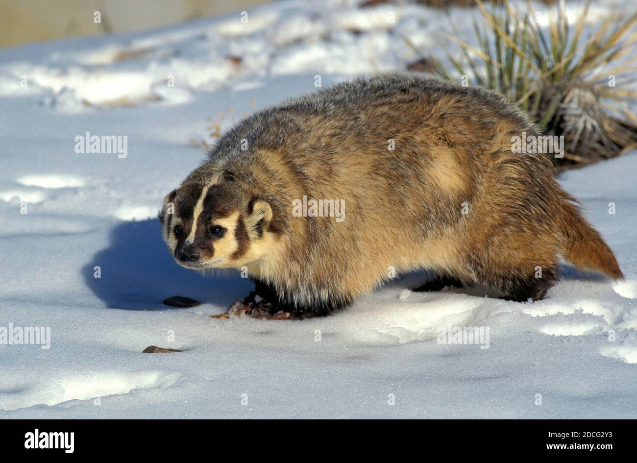 American badger profile hi-res stock photography and images - Alamy