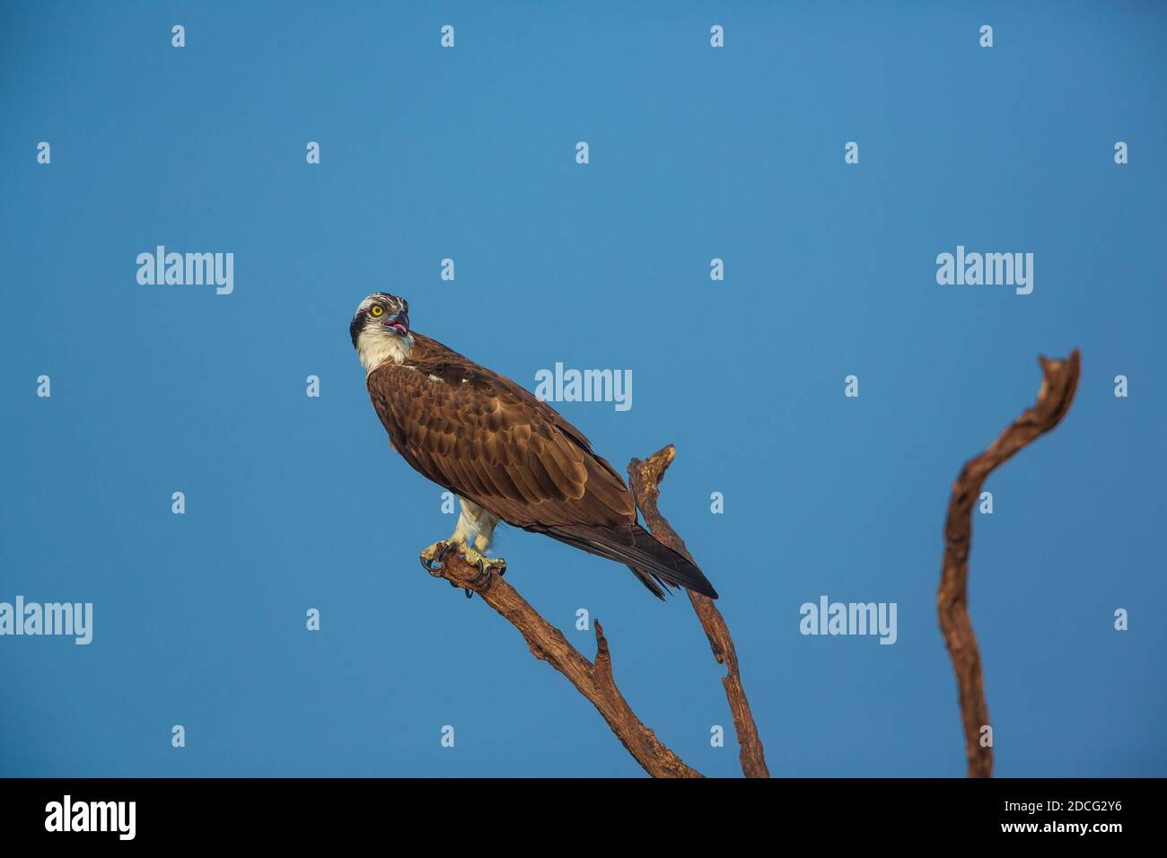 An Osprey sitting on a branch against clear blue sky (location - Bhadra ...