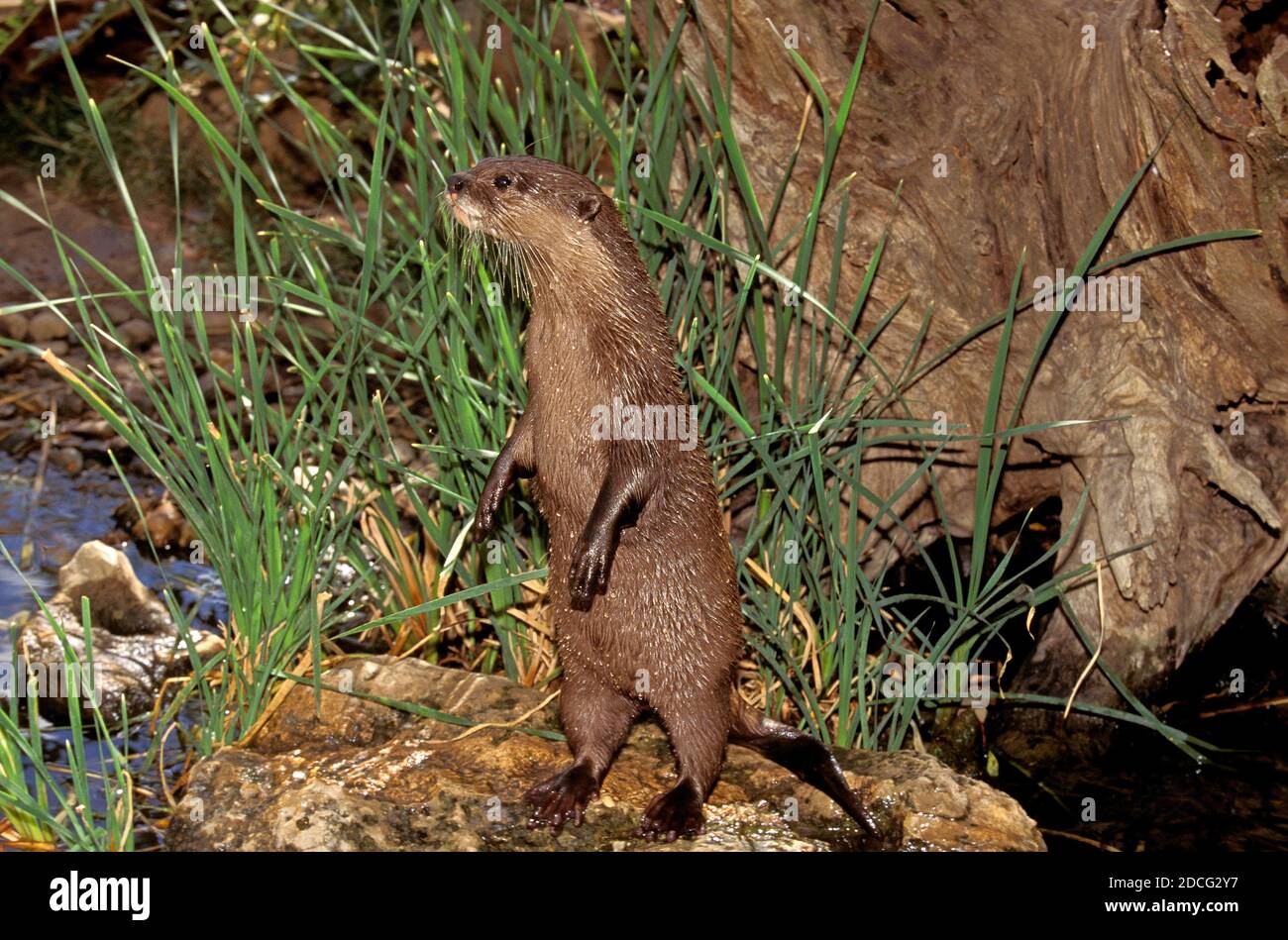 Otter standing on hind legs hi-res stock photography and images - Alamy