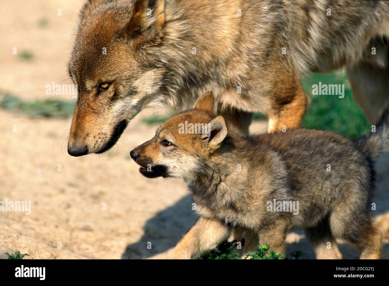 Female wolf canis lupus hi-res stock photography and images - Alamy