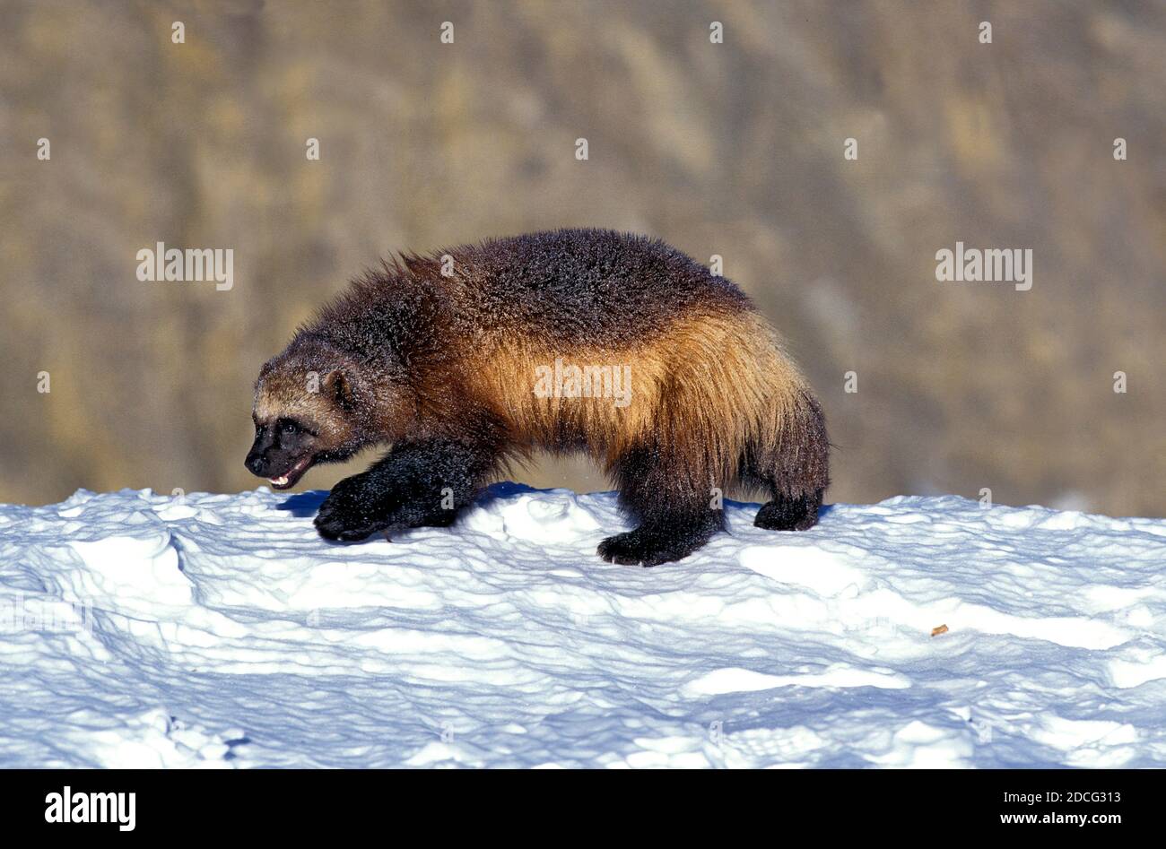 North american wolverine gulo gulo luscus hi-res stock photography and ...