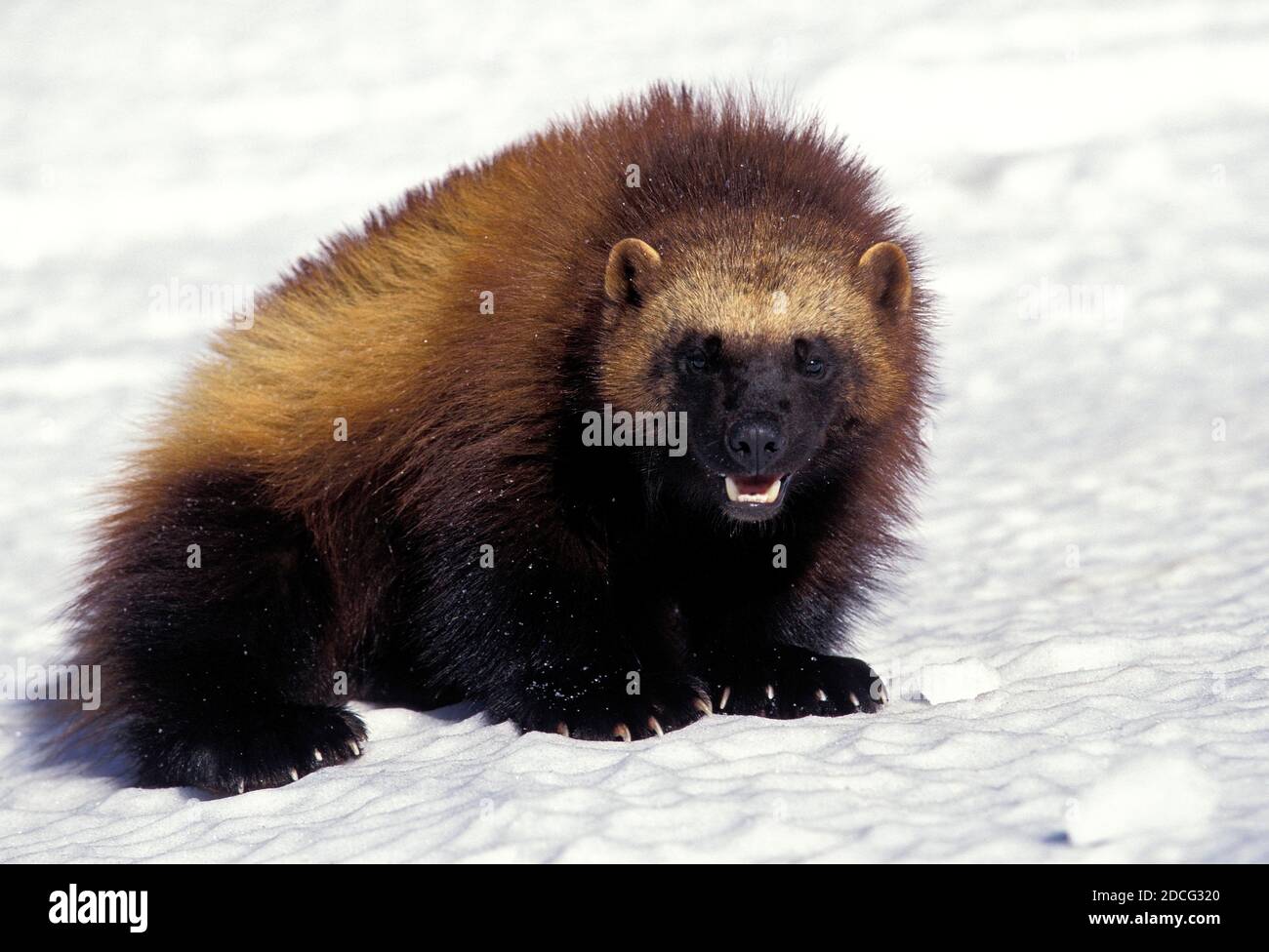 NORTH AMERICAN WOLVERINE gulo gulo luscus, ADULT STANDING ON SNOW ...