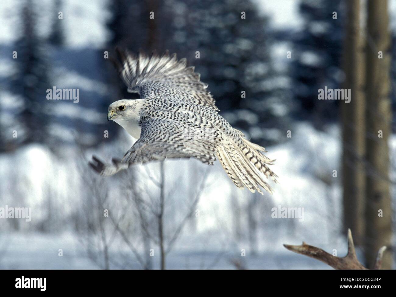 GYRFALCON falco rusticolus, ADULT IN FLIGHT, CANADA Stock Photo - Alamy
