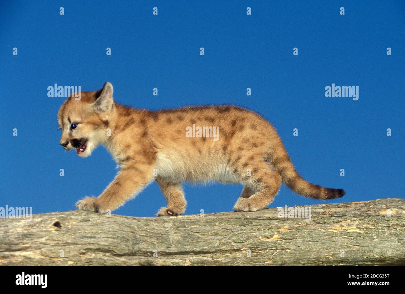COUGAR puma concolor, CUB WALKING ON BRANCH, MONTANA Stock Photo - Alamy