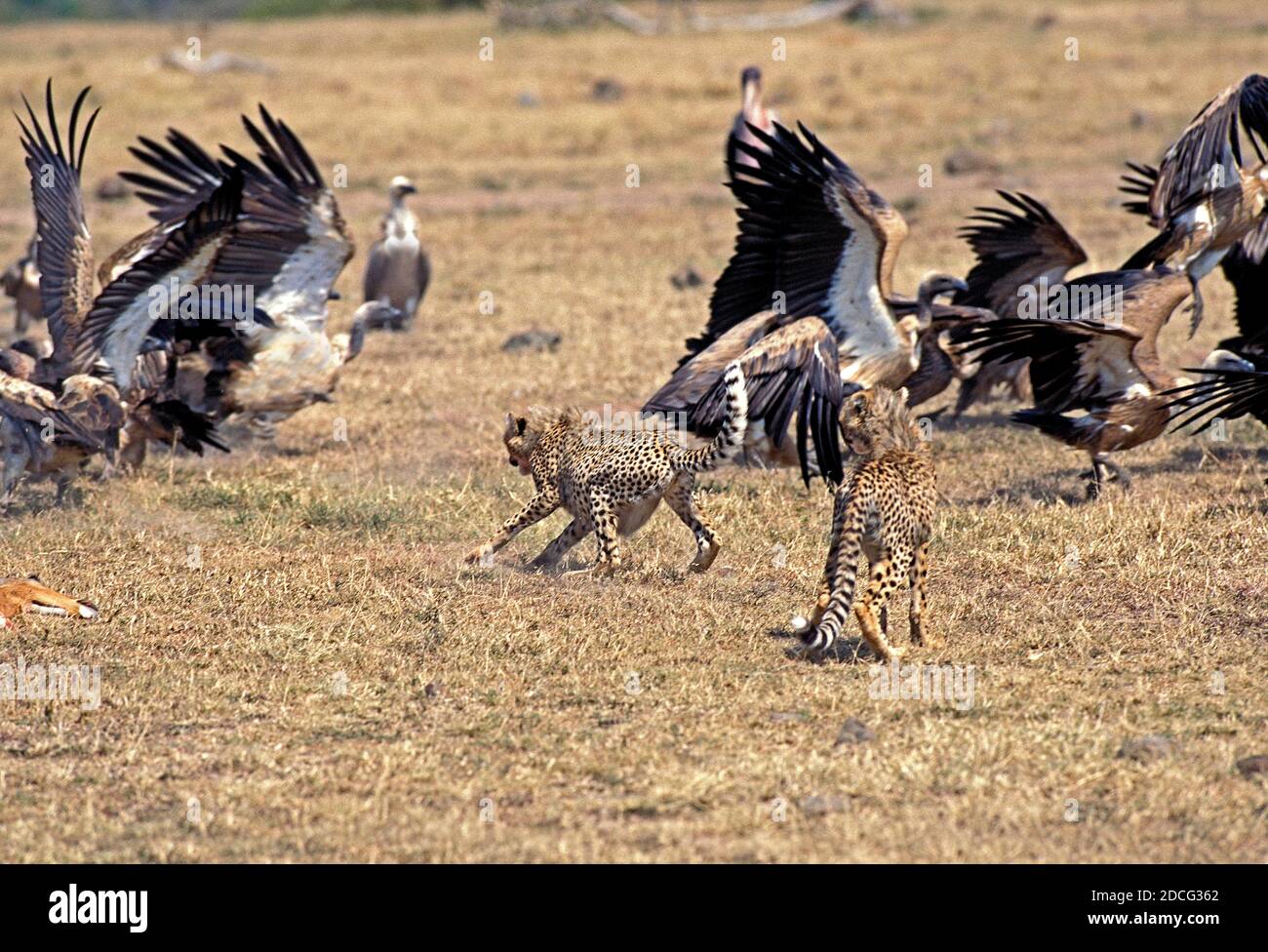 CHEETAH acinonyx jubatus, YOUNG ADULTS HUNTING VULTURES, KENYA Stock ...