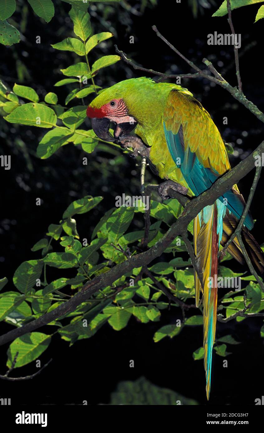 GREAT GREEN MACAW OR BUFFON'S MACAW ara ambigua, ADULT STANDING ON ...