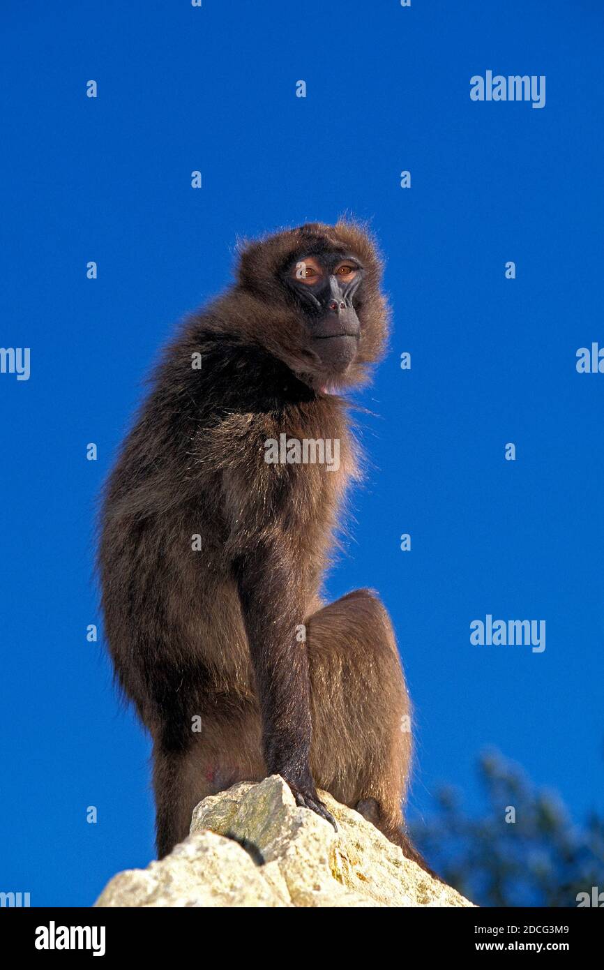 GELADA BABOON theropithecus gelada, FEMALE STANDING ON ROCK Stock Photo ...
