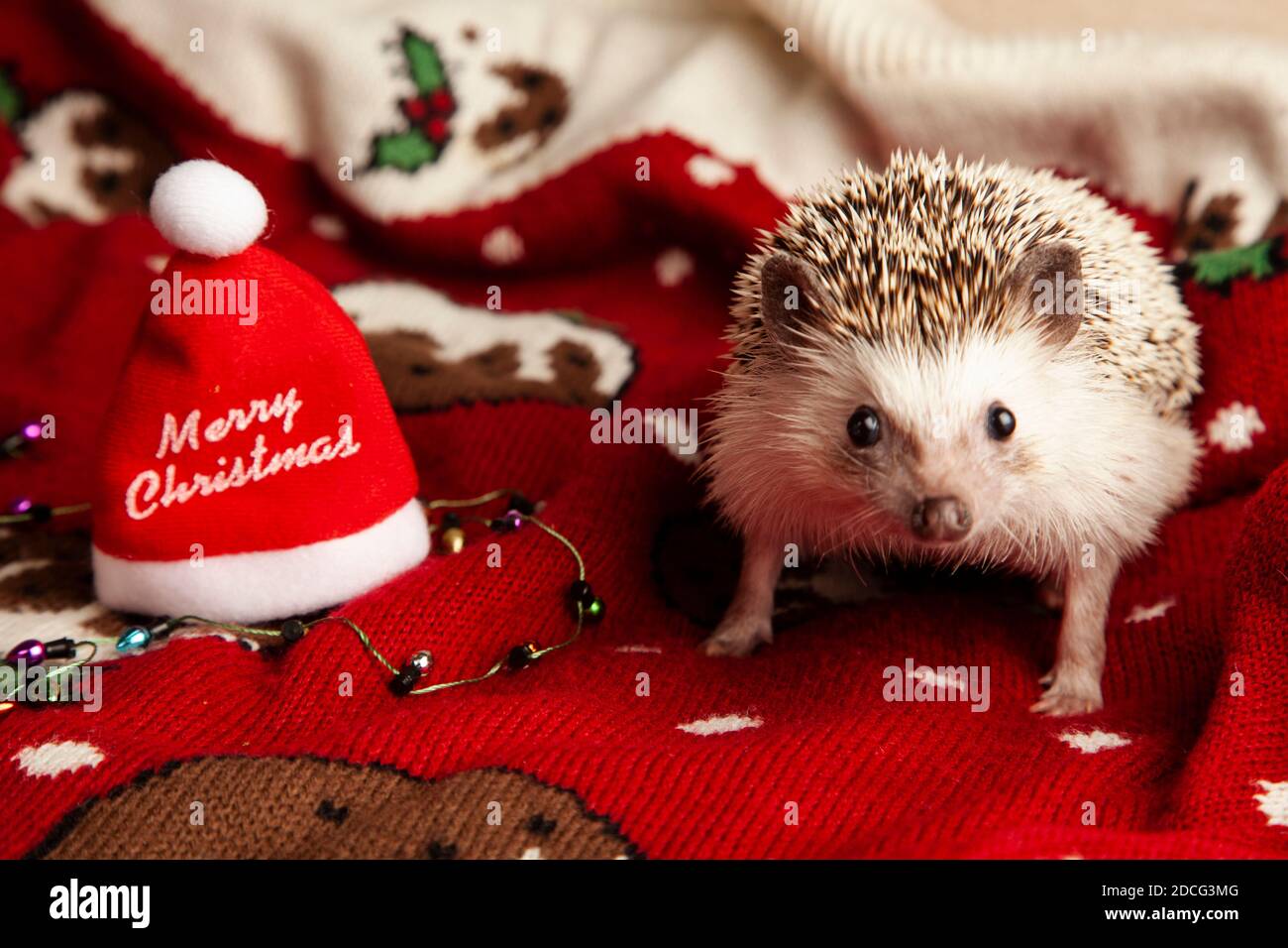 Christmas hedgehog hi-res stock photography and images - Alamy