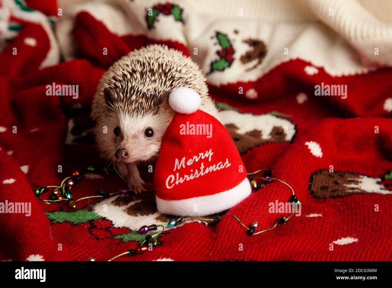 A Christmas Hedgehog Stock Photo - Alamy