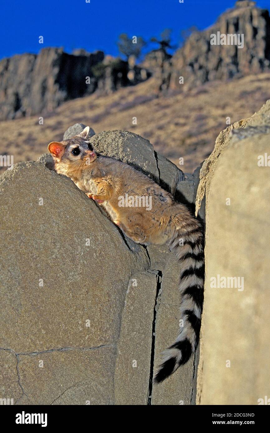 Ringtail cat hi-res stock photography and images - Alamy