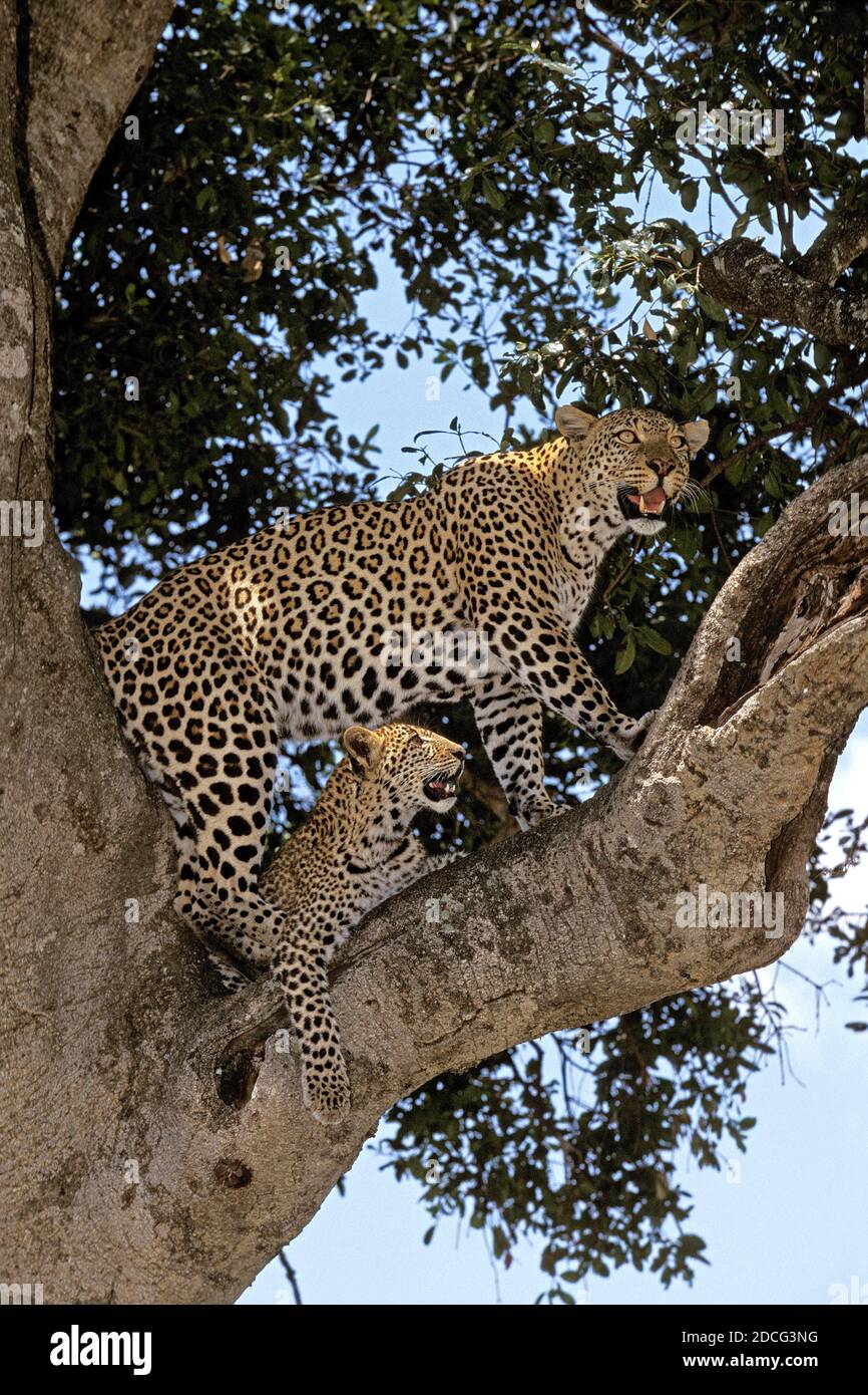 LEOPARD panthera pardus, FEMALE WITH CUB STANDING IN TREE Stock Photo ...