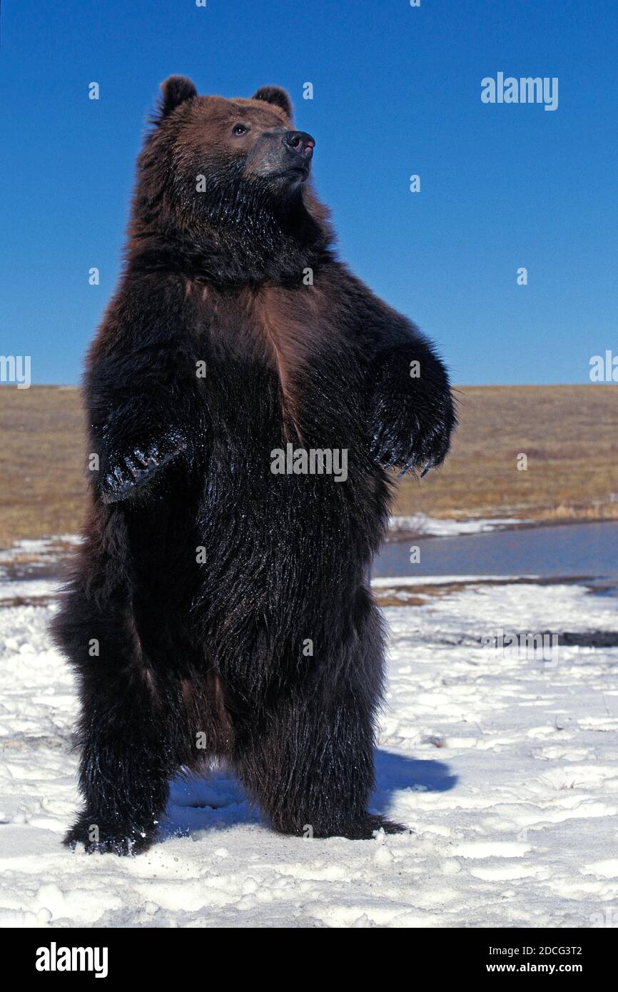 KODIAK BEAR ursus arctos middendorffi, ADULTE STANDING ON HIND LEGS ...