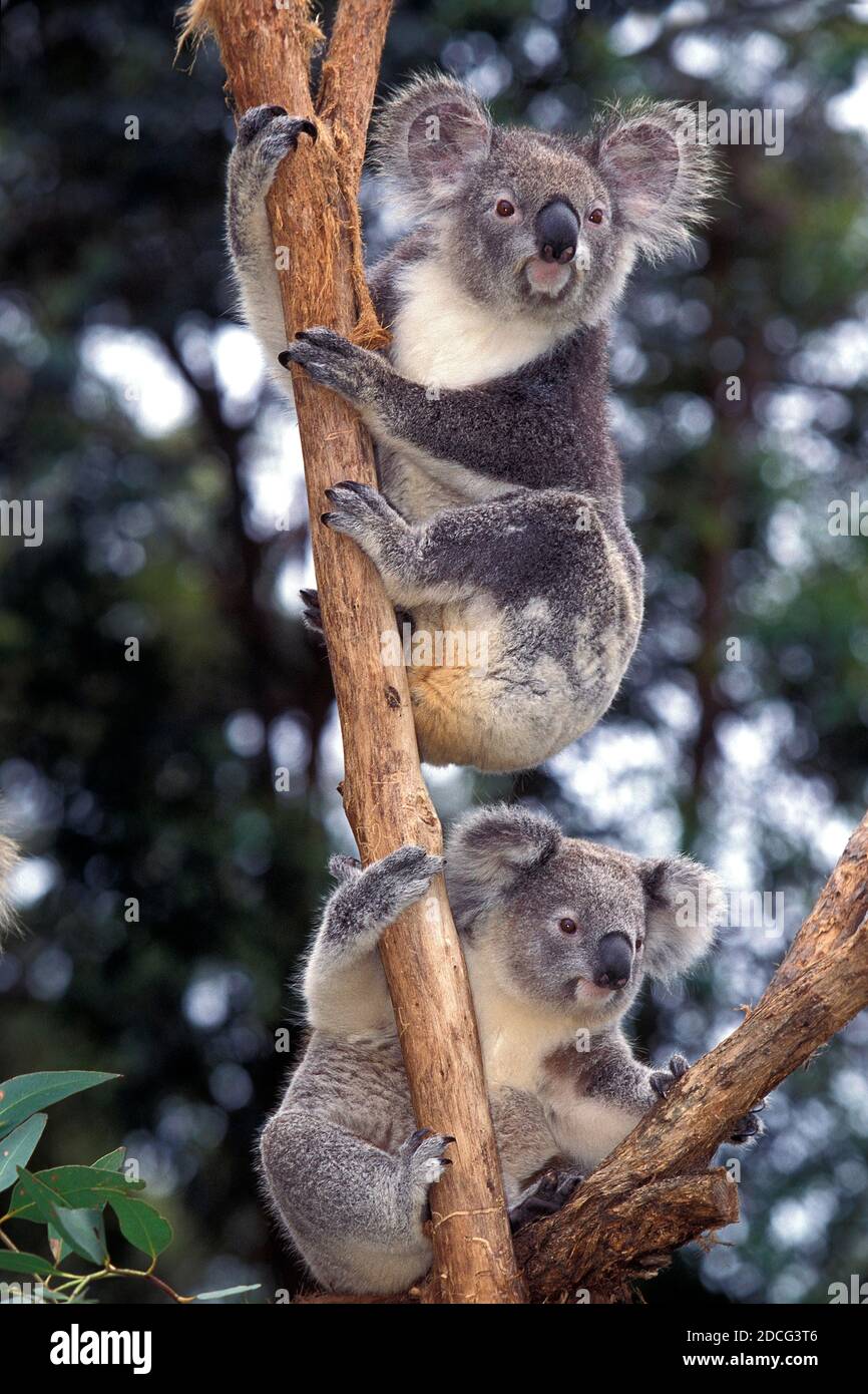 Pair of koala hi-res stock photography and images - Alamy