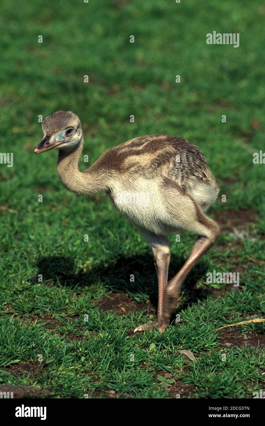 AMERICAN RHEA rhea americana, CHICK STANDING ON GRASS Stock Photo - Alamy