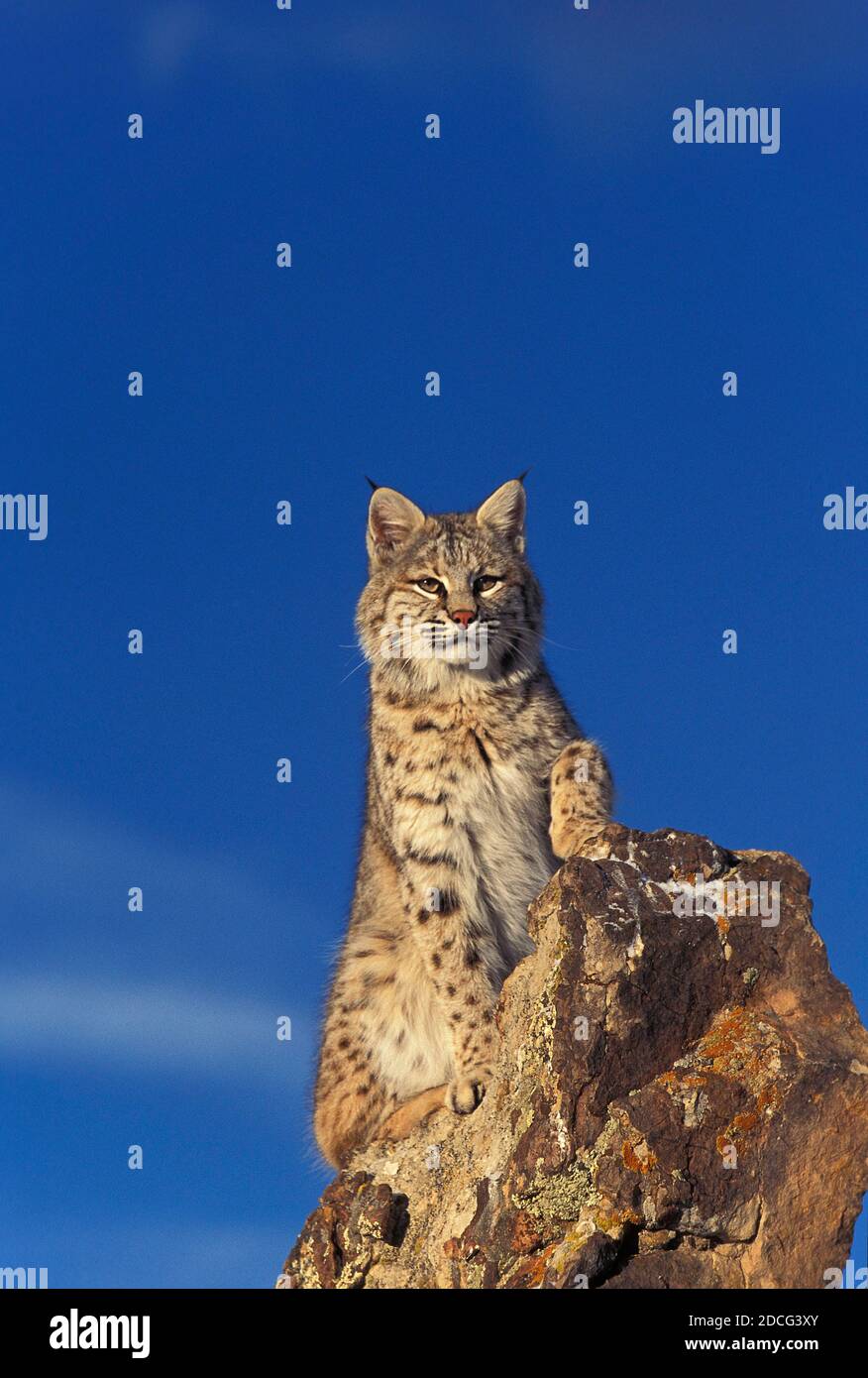 Adult lynx lynx lynx sitting on rock hi-res stock photography and ...