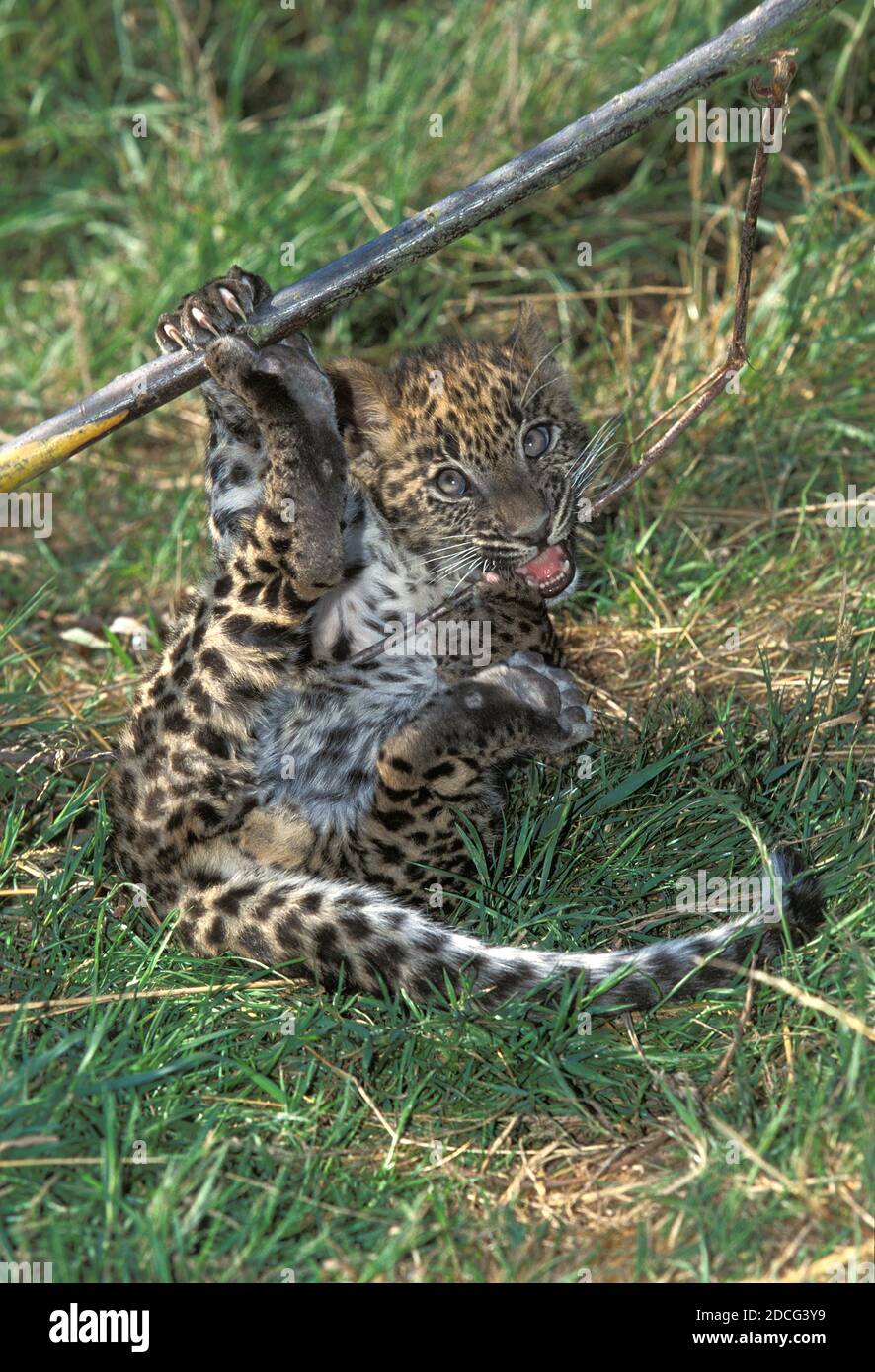 LEOPARD panthera pardus, CUB PLAYING WITH BRANCH Stock Photo - Alamy