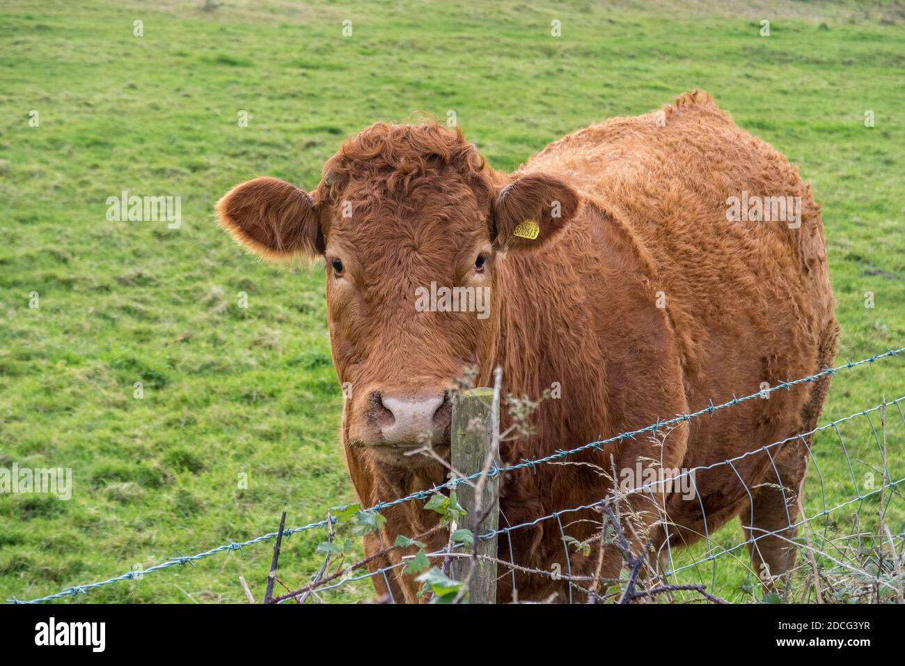 Brown Cow by Barbed Wire Fence Stock Photo - Alamy