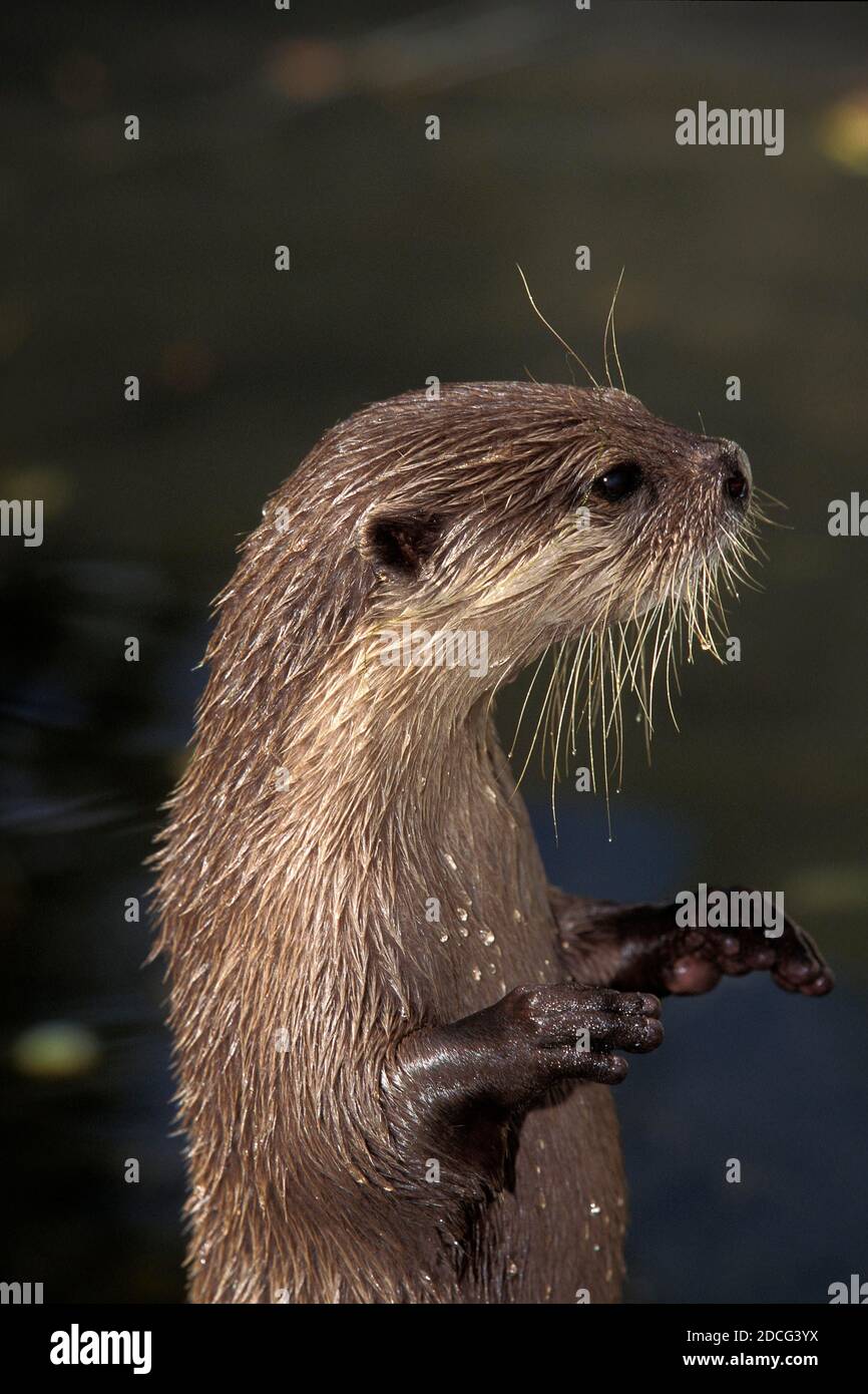 Otter standing on hind legs hi-res stock photography and images - Alamy