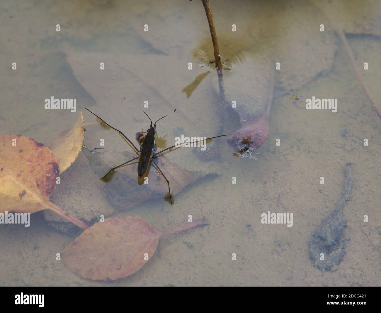 The water surface tension is visible when the water strider's feet come ...