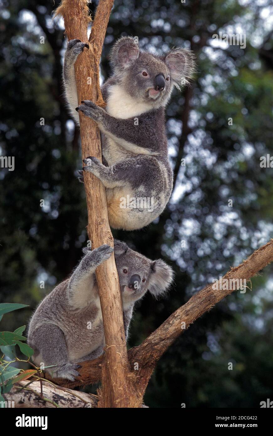 KOALA phascolarctos cinereus, ADULTS STANDING ON BRANCH, AUSTRALIA ...