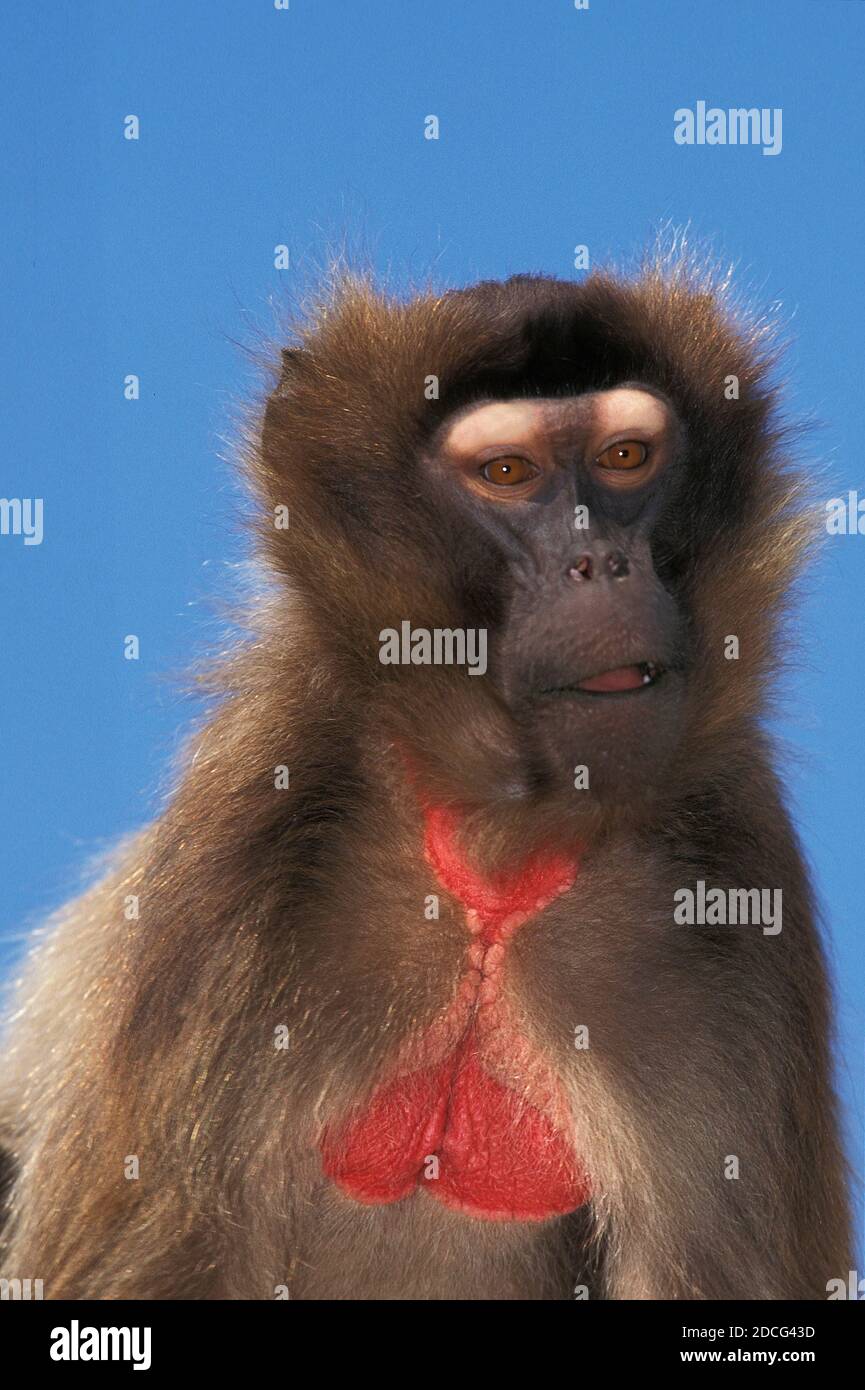 Gelada baboon theropithecus female hi-res stock photography and images ...