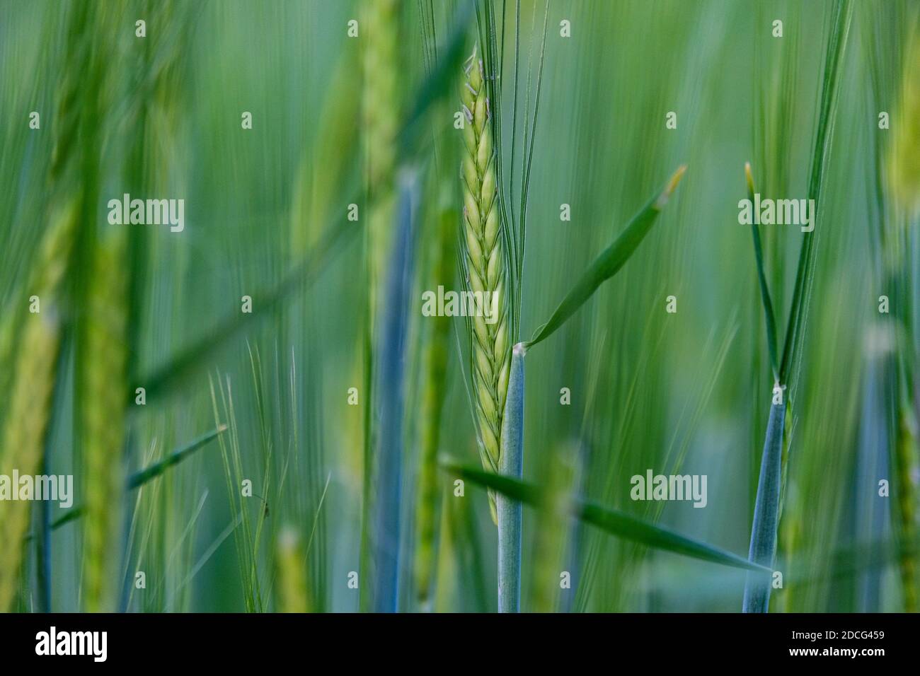 young green rye in a field macro. Secale Cereale Stock Photo - Alamy