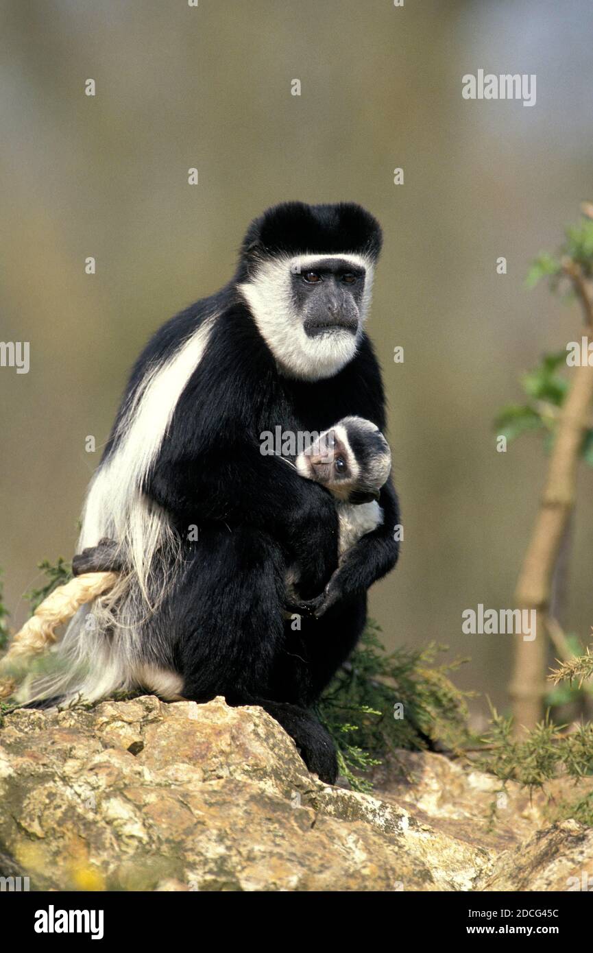 BLACK AND WHITE COLOMBUS MONKEY colobus guereza, FEMALE CARRYING BABY ...