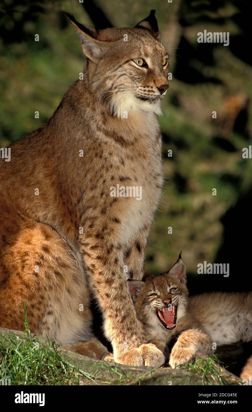 EUROPEAN LYNX felis lynx, MOTHER WITH CUB YAWNING Stock Photo - Alamy