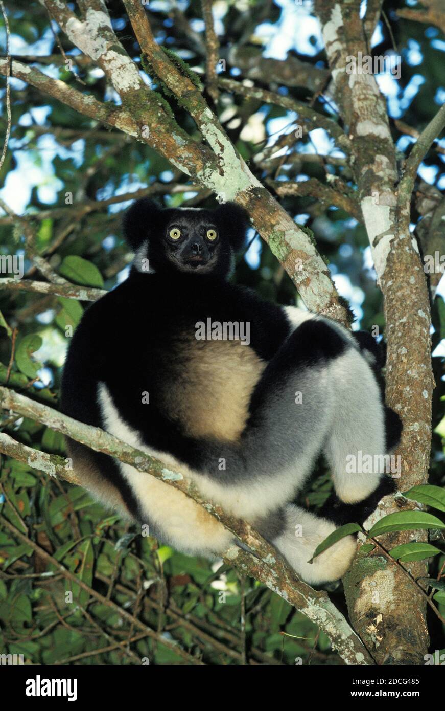INDRI indri indri, ADULT STANDING IN TREE, MADAGASCAR Stock Photo - Alamy