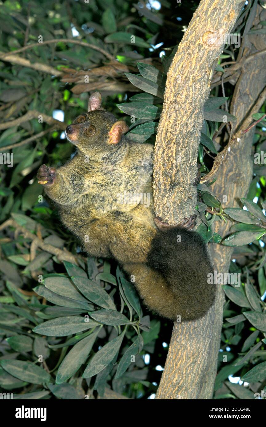 THICK-TAILED BUSH BABY OR GREATER GALAGO otolemur crassicaudatus, ADULT ...
