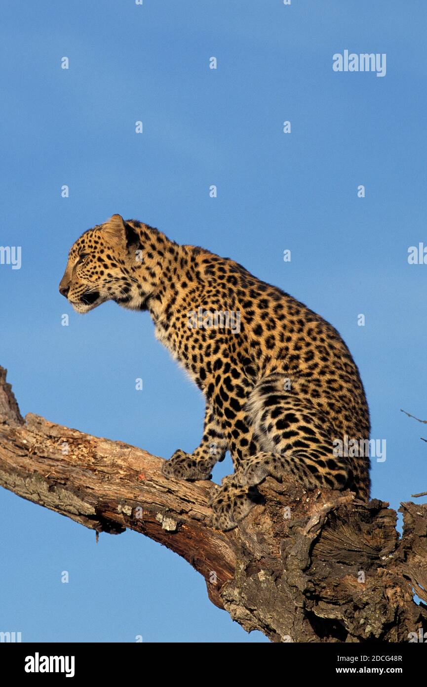 LEOPARD panthera pardus, YOUNG STANDING ON BRANCH, LOOKING AROUND Stock ...