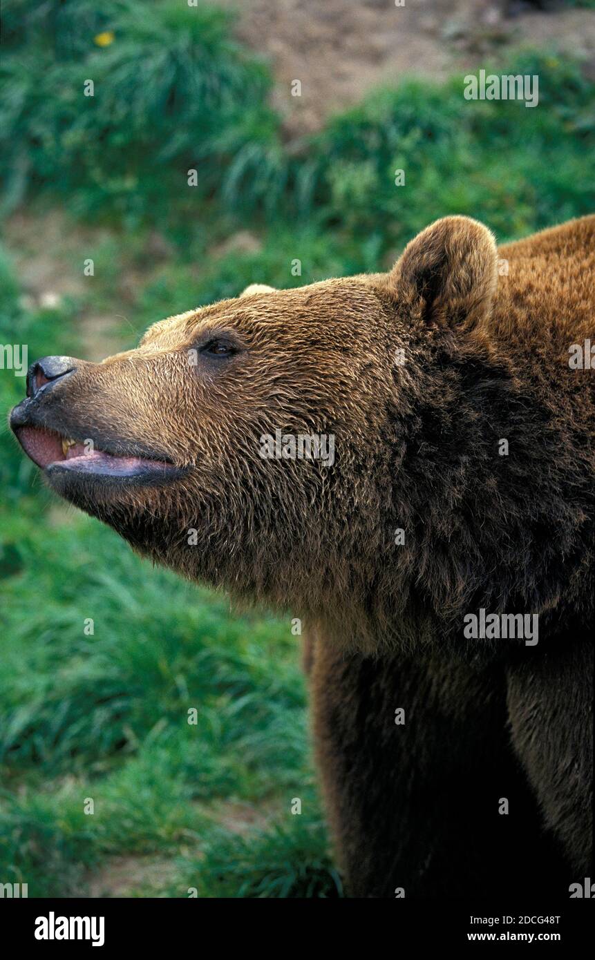 BROWN BEAR ursus arctos, ADULT SMELLING THE AIR Stock Photo - Alamy