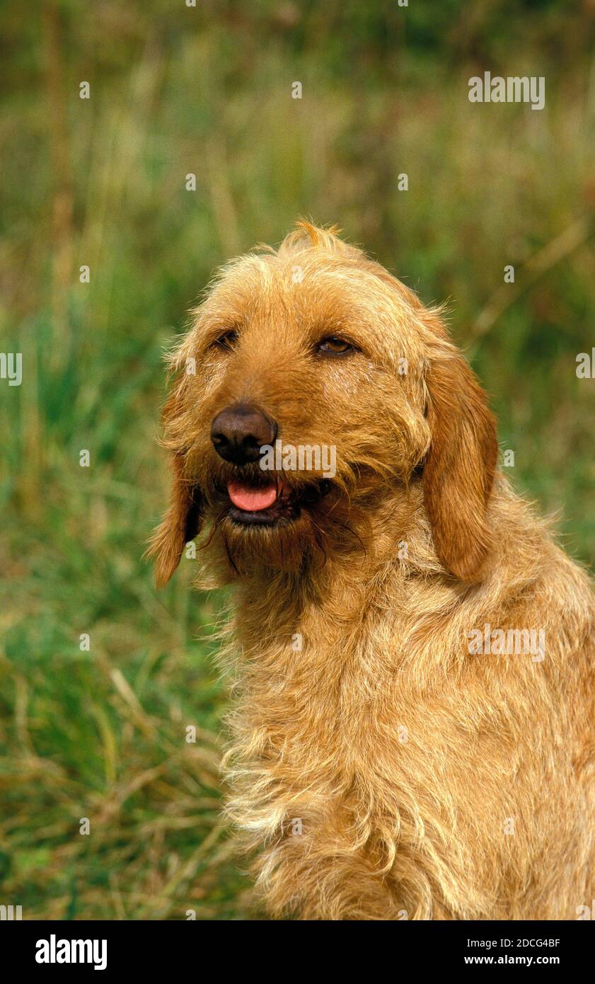 Griffon fauve de bretagne hi-res stock photography and images - Alamy
