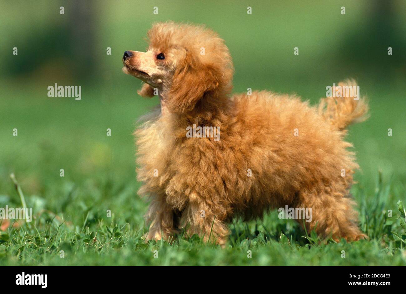 Toy poodle profile hi-res stock photography and images - Alamy