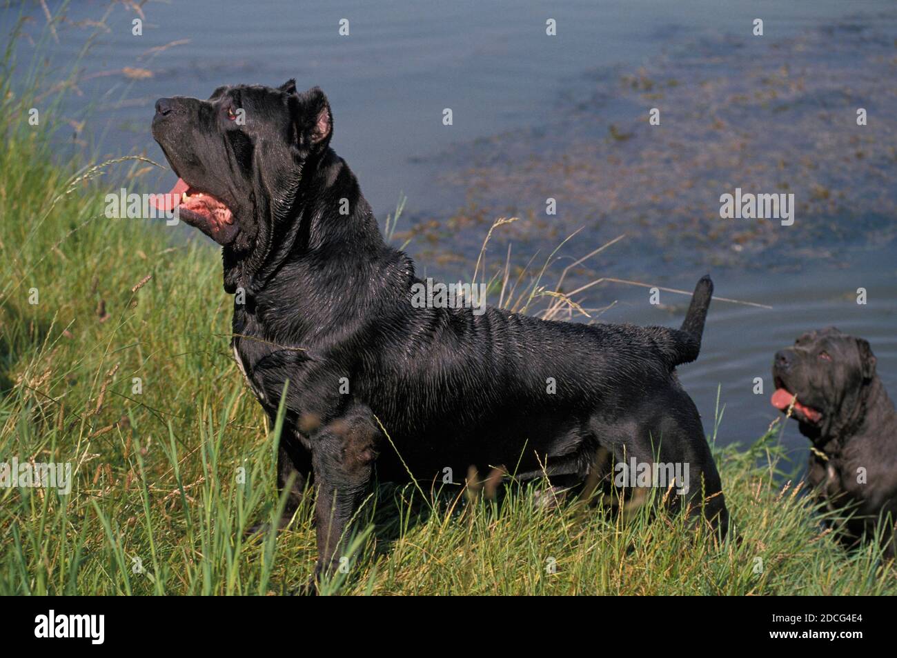 Neapolitan breed hi-res stock photography and images - Alamy